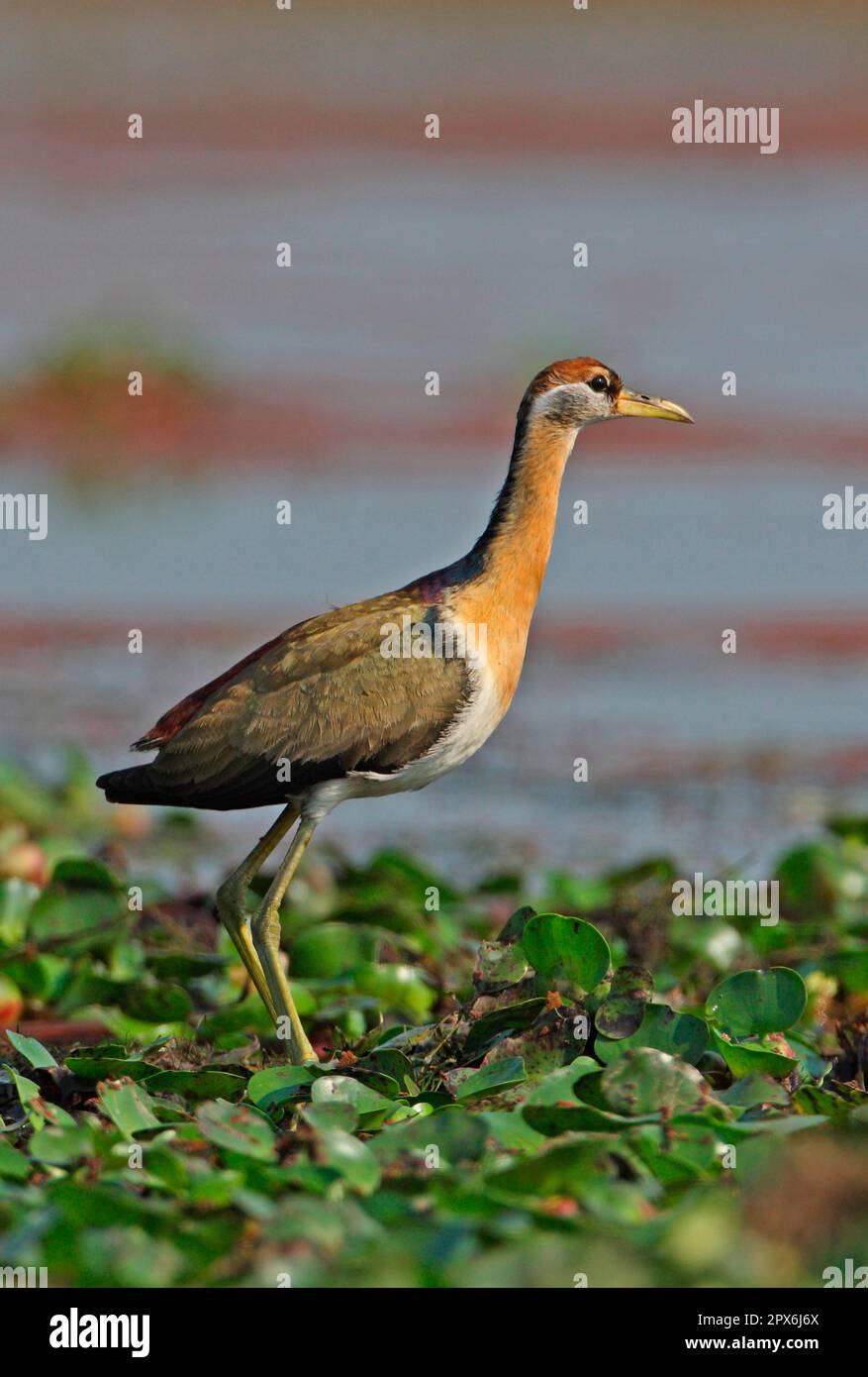Bronze-winged jacana (Metopidius indicus), Hindu leaf chicken, Animals ...