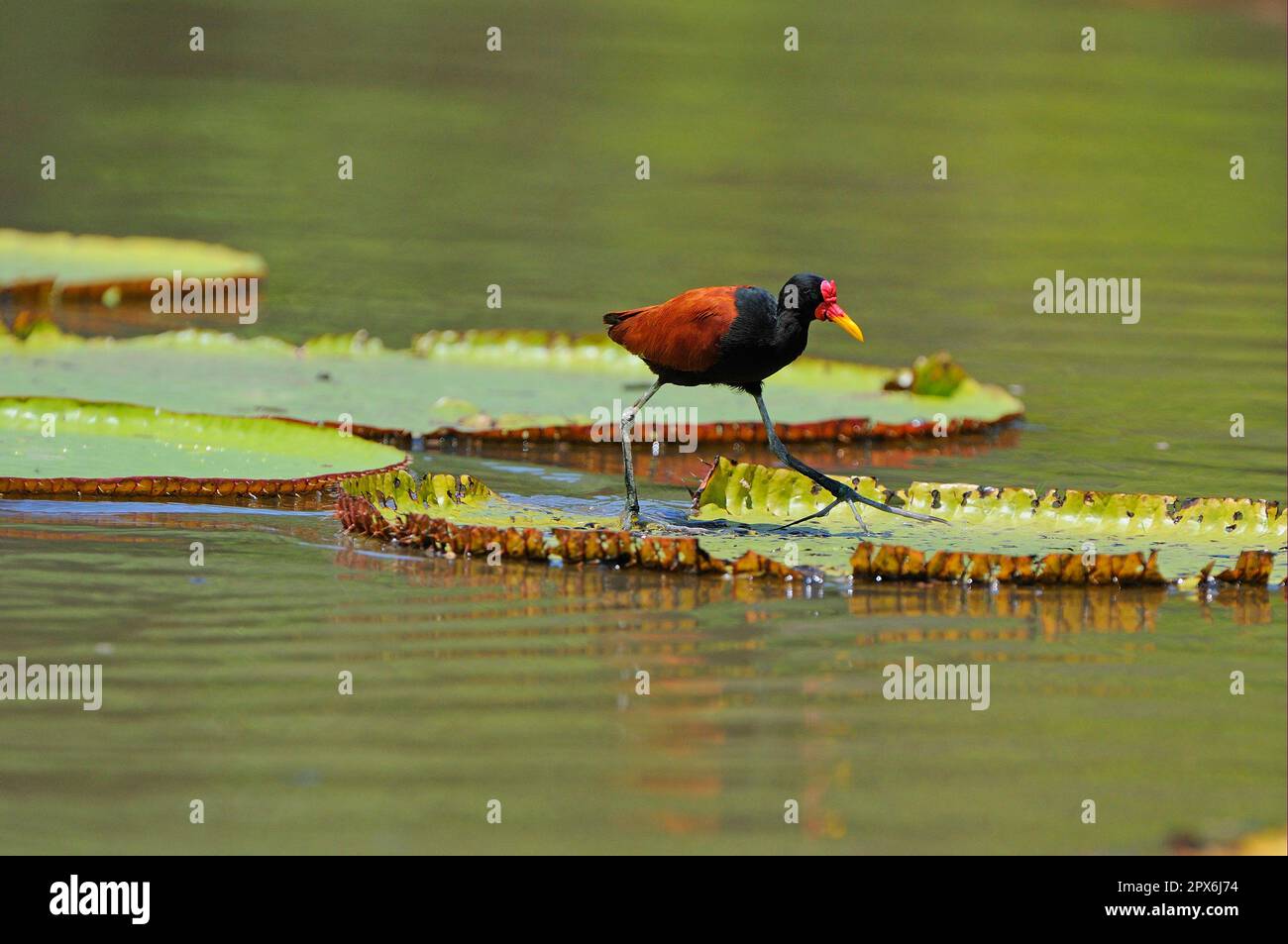 Red-fronted Jacana, wattled jacana (Jacana jacana), Red-fronted Jacana ...
