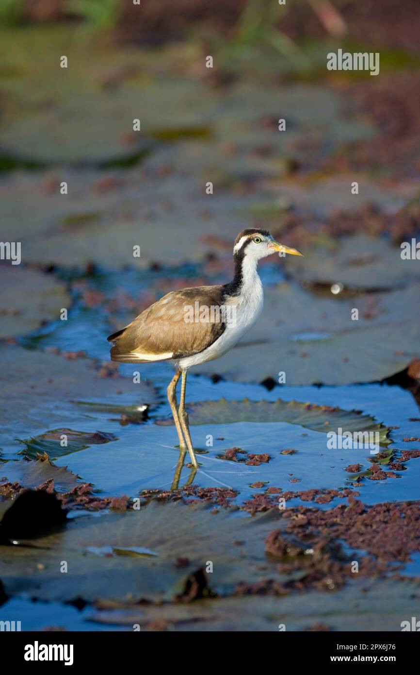 Wattled Jacana (Jacana jacana) juvenile, standing on waterlily pads in ...