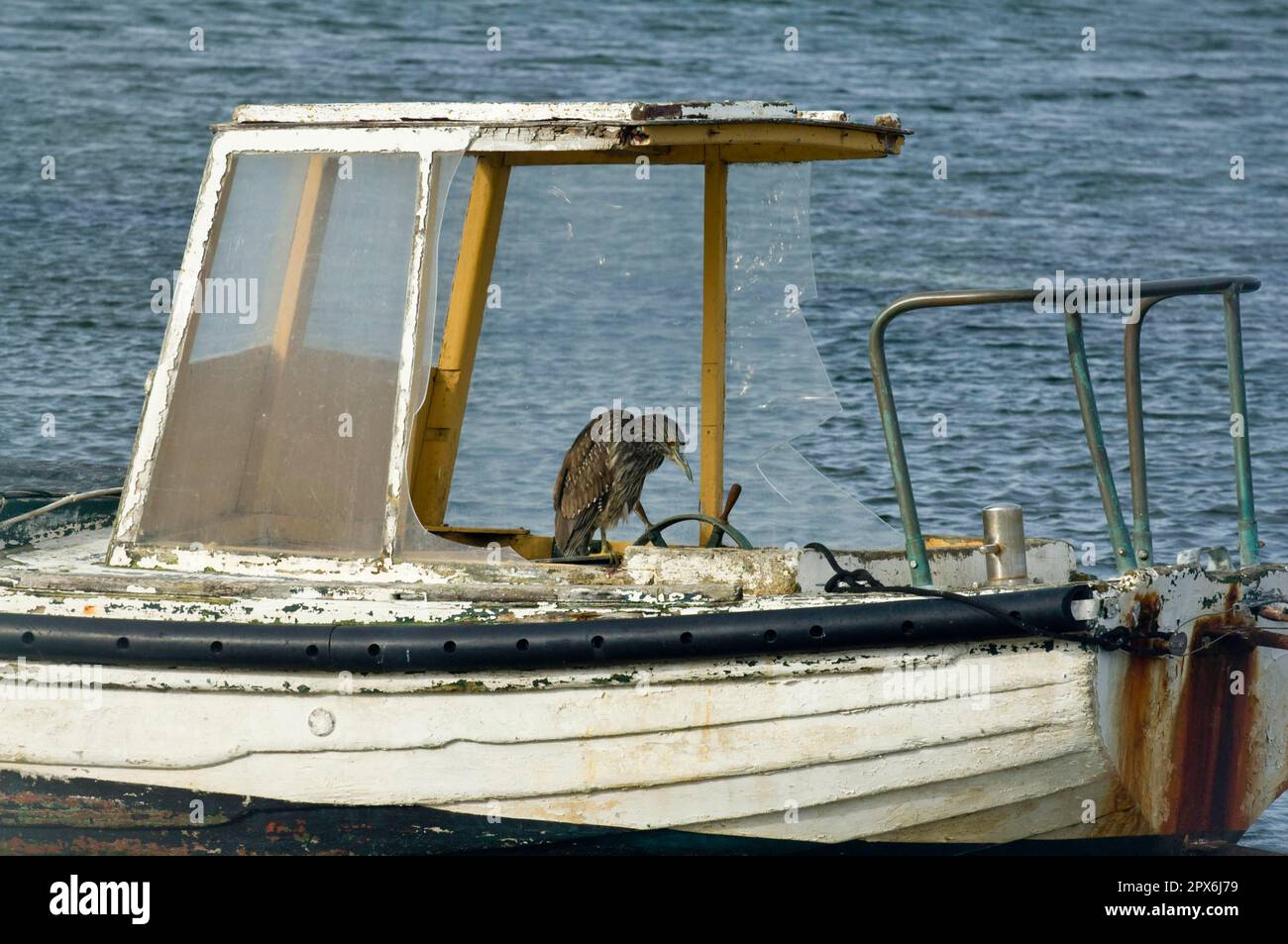 Black-crowned Night-Heron (Nycticorax nyctocorax) immature, resting on ...