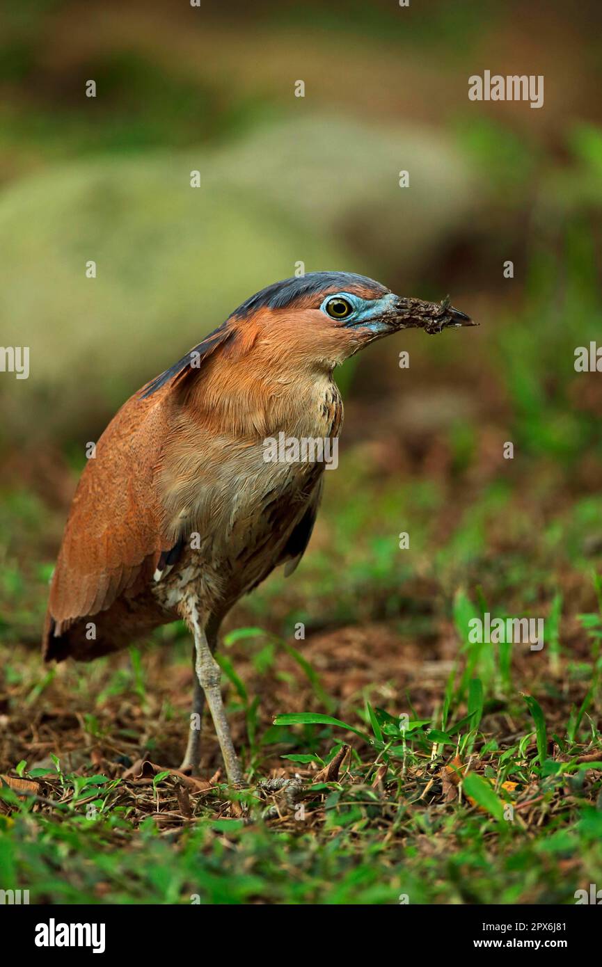 Bird from taiwan hi-res stock photography and images - Alamy