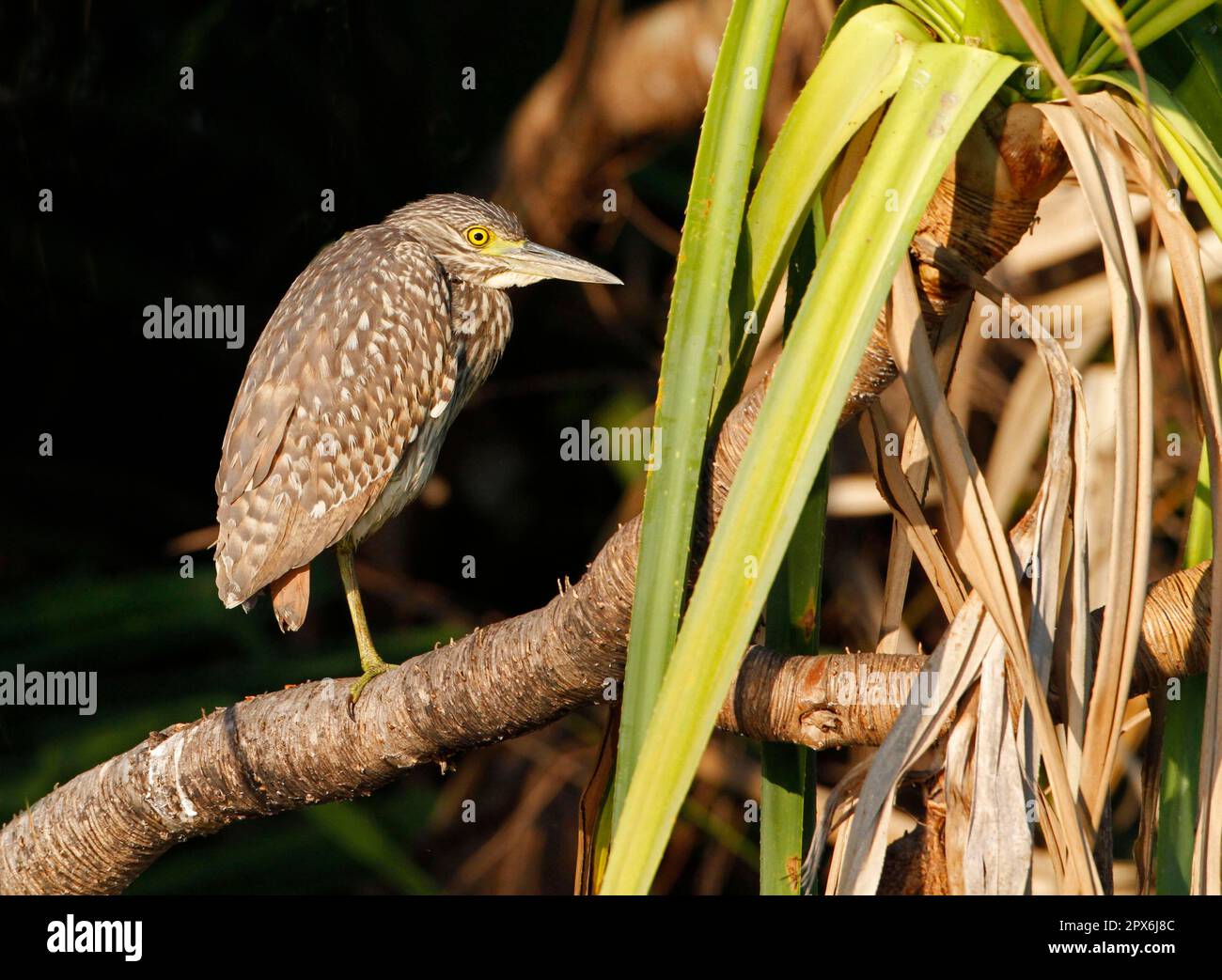 South Sea Night-Heron, nankeen night heron (Nycticorax caledonicus ...