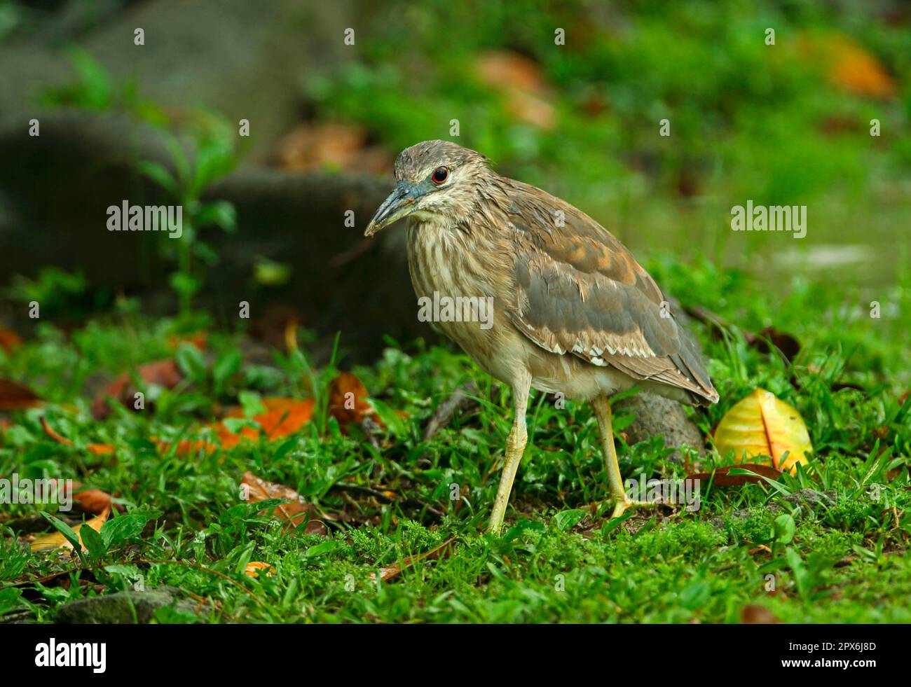 Malayan malayan night heron (Gorsachius melanolophus) immature, with ...