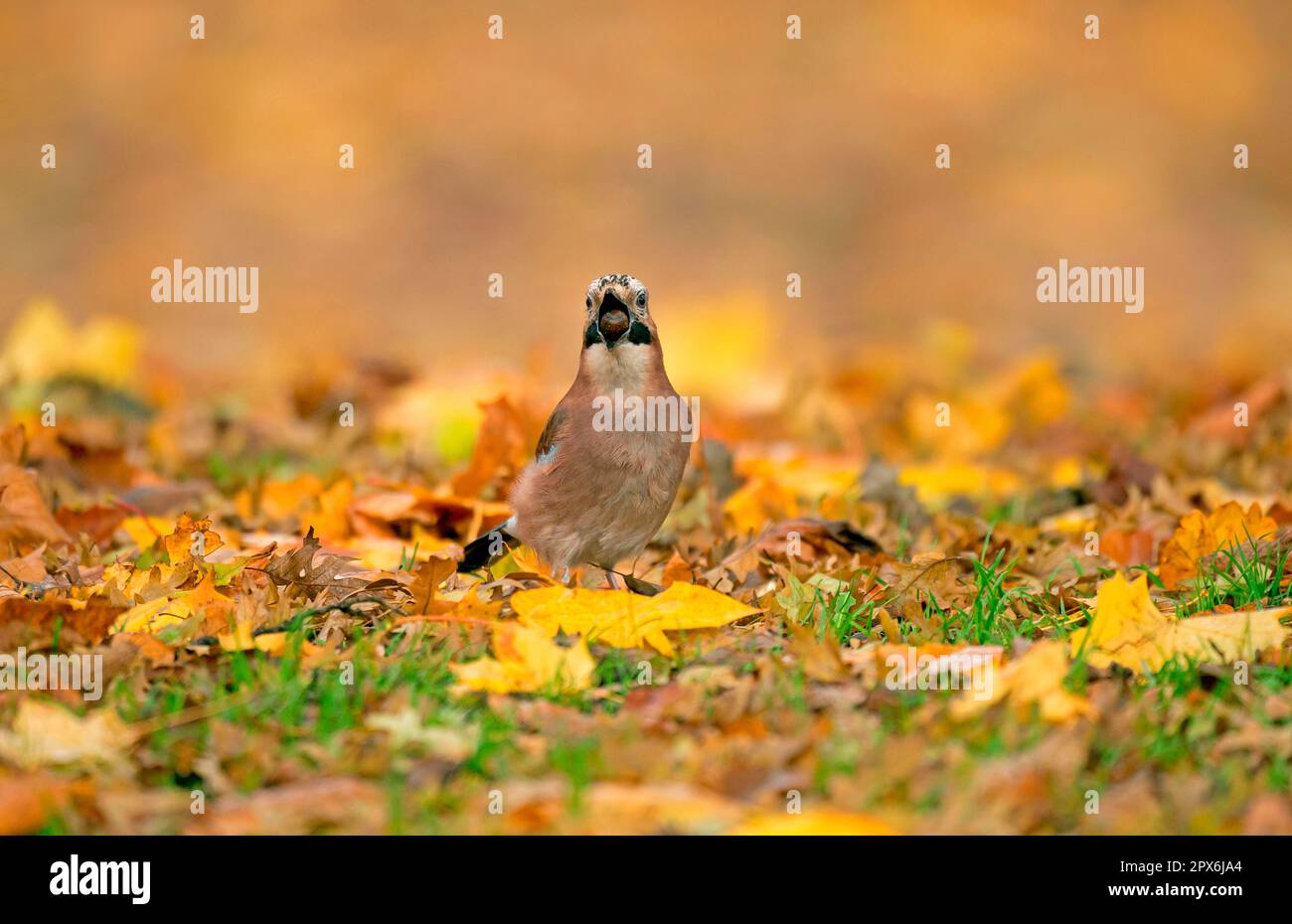 Eurasian Jay (Garrulus glandarius) adult, with acorn in beak, standing ...