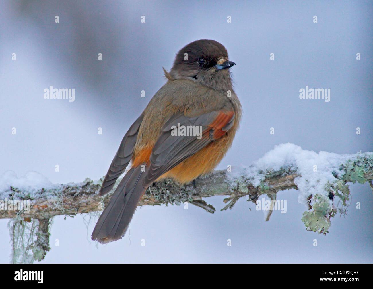 Siberian jay (Perisoreus infaustus), corvids, songbirds, animals, birds ...