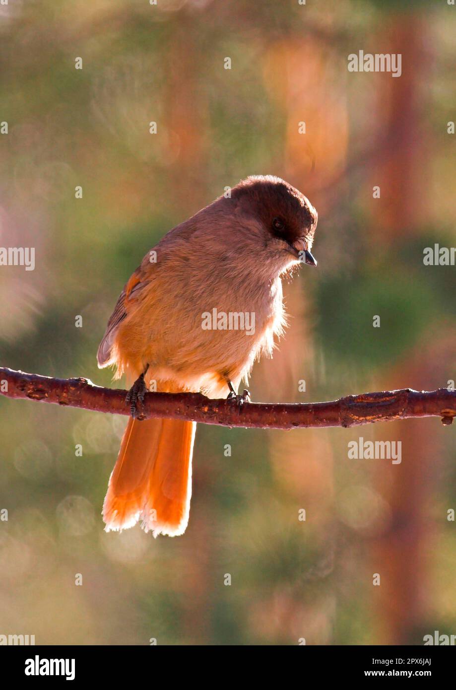 Siberian jay (Perisoreus infaustus), corvids, songbirds, animals, birds ...