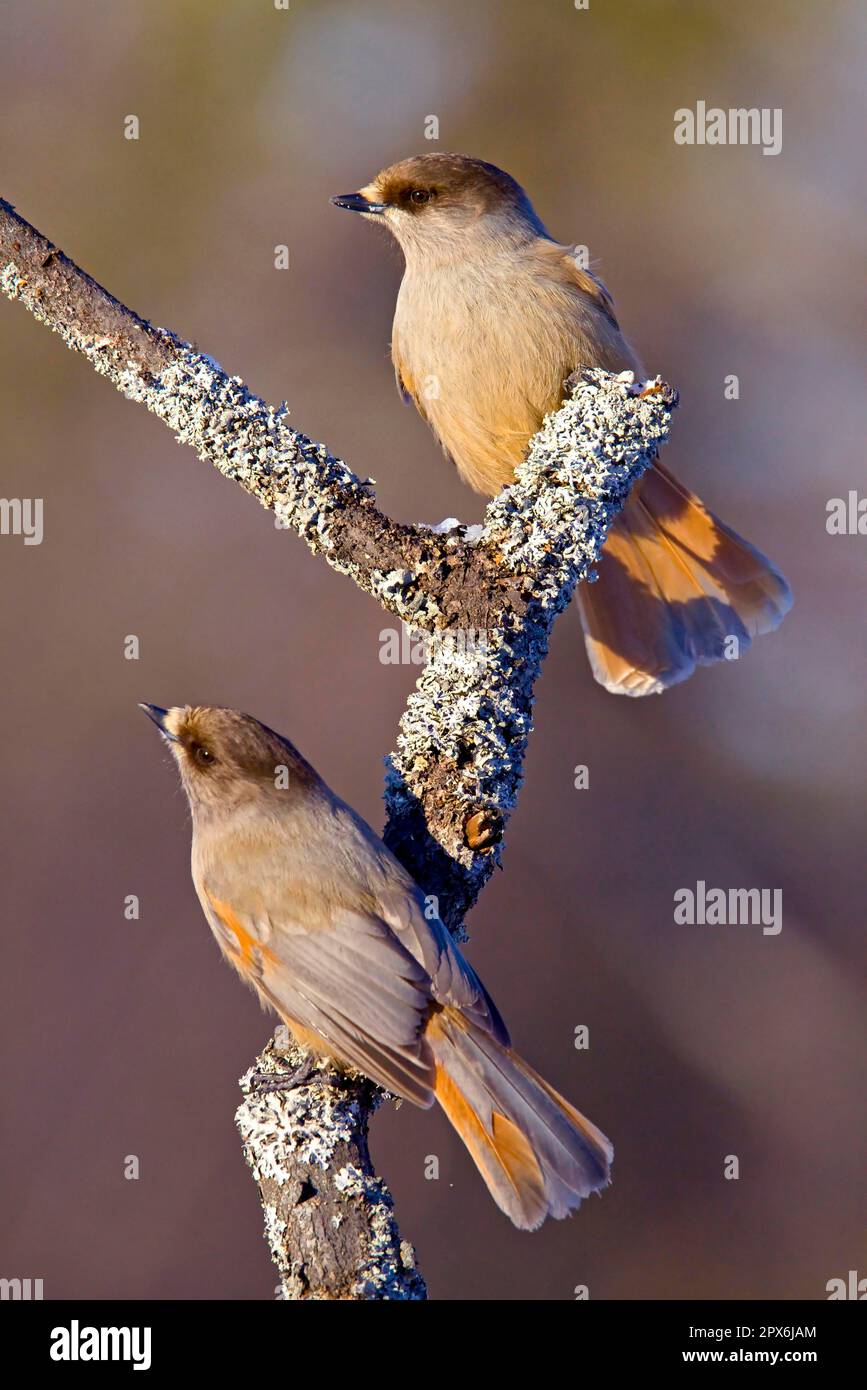 Siberian jay (Perisoreus infaustus), corvids, songbirds, animals, birds ...