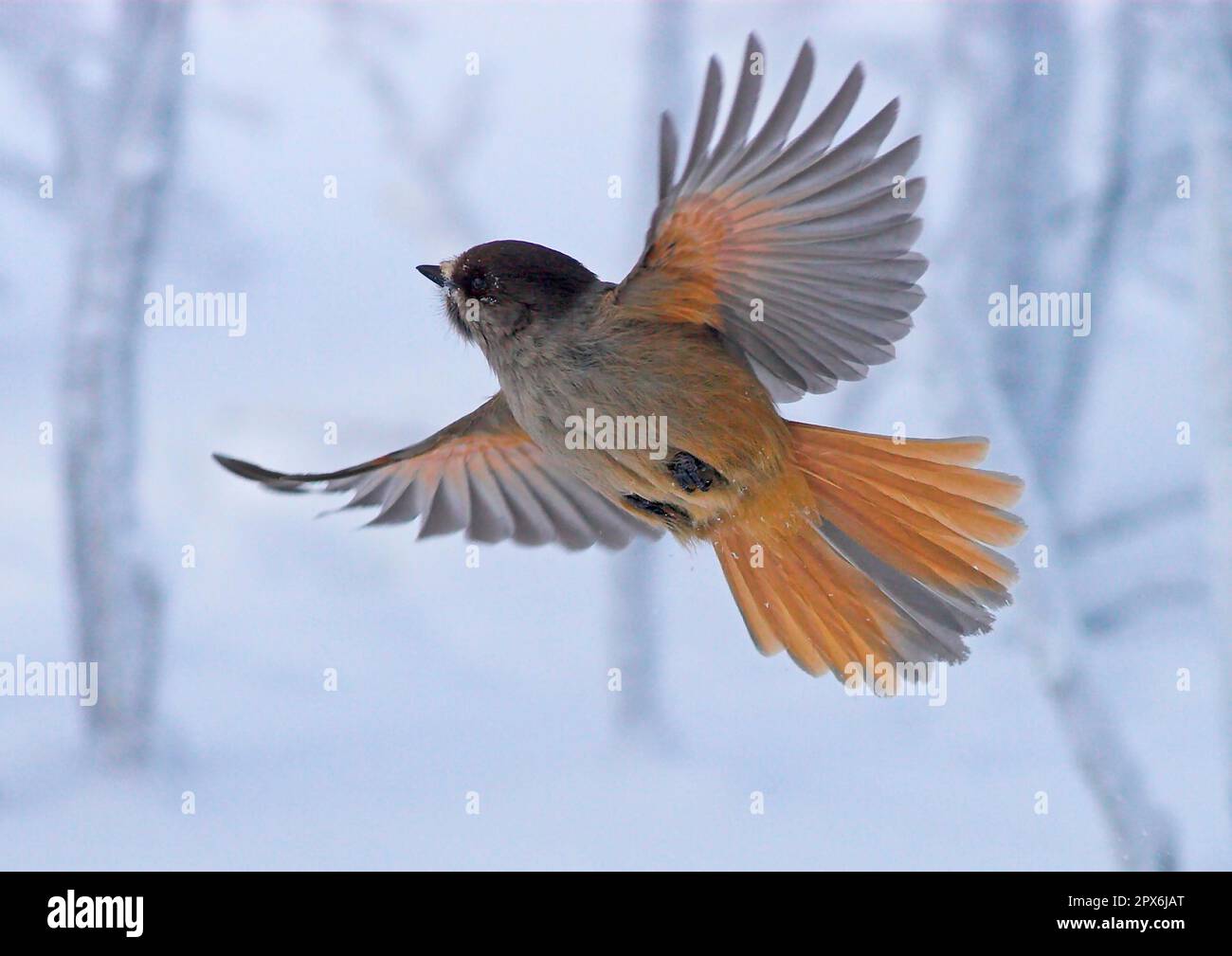 Siberian jay (Perisoreus infaustus), corvids, songbirds, animals, birds ...