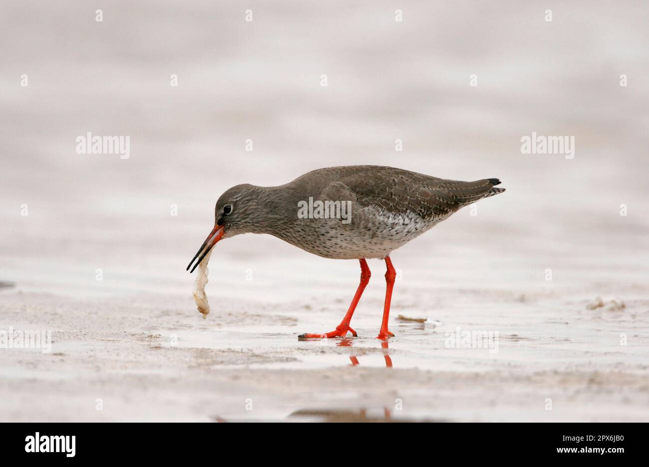 Common Redshank (Tringa totanus) adult feeding on shellfish, on sandy ...