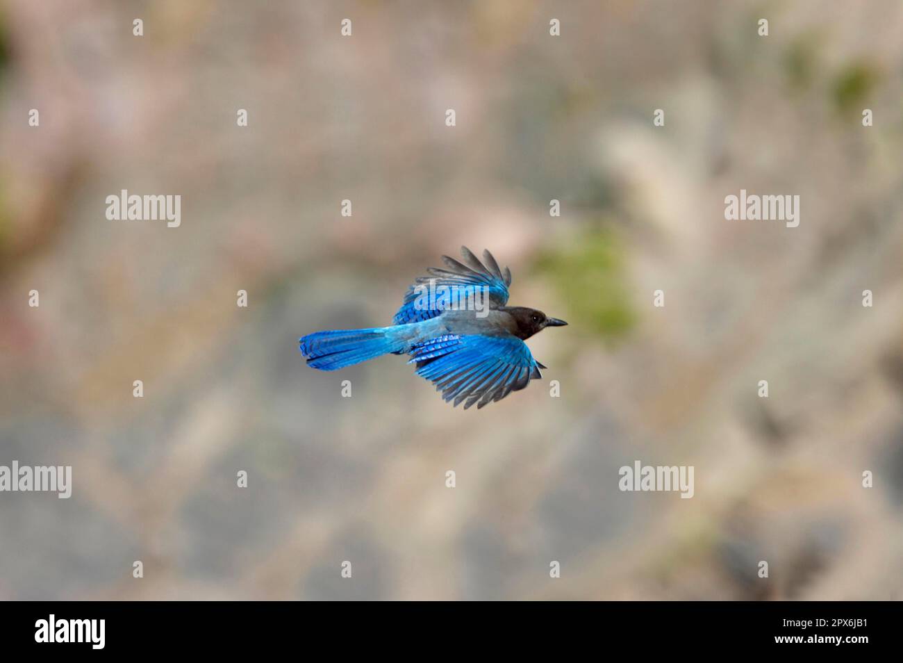 Steller's jay (Cyanocitta stelleri), black-headed jay, corvids ...