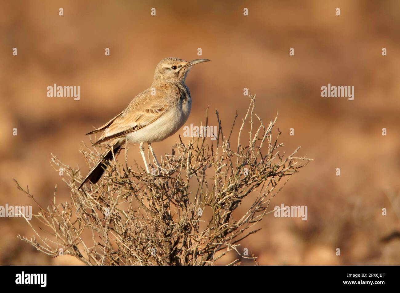 Hoopoe-lark, Hoopoe-lark, songbirds, animals, birds, larks, Greater Hoopoe-lark (Alaemon ...
