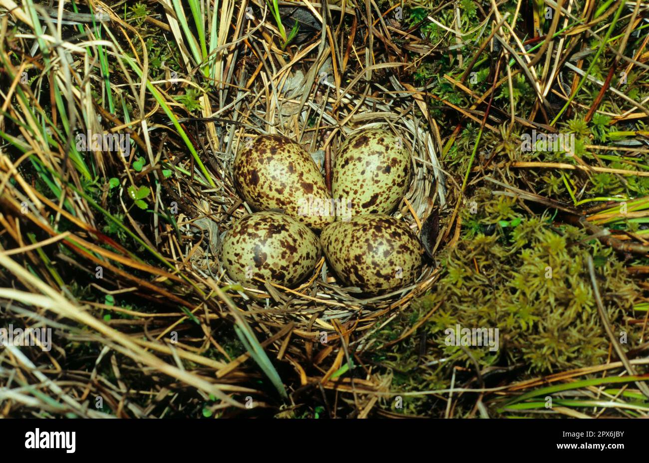 Common redshank (Tringa totanus), Animals, Birds, Waders, Redshank nest ...