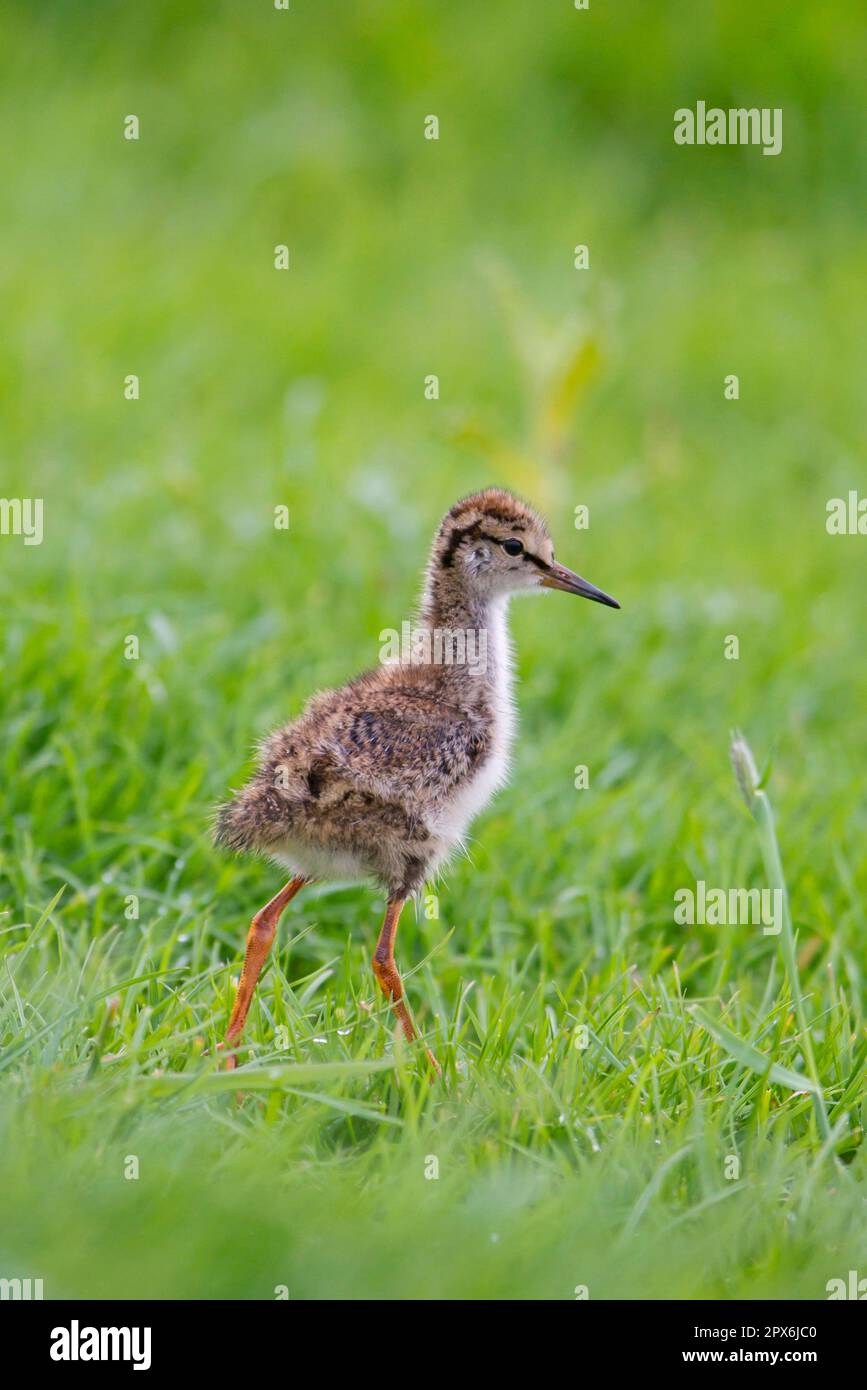 Redshank chicks hi-res stock photography and images - Alamy