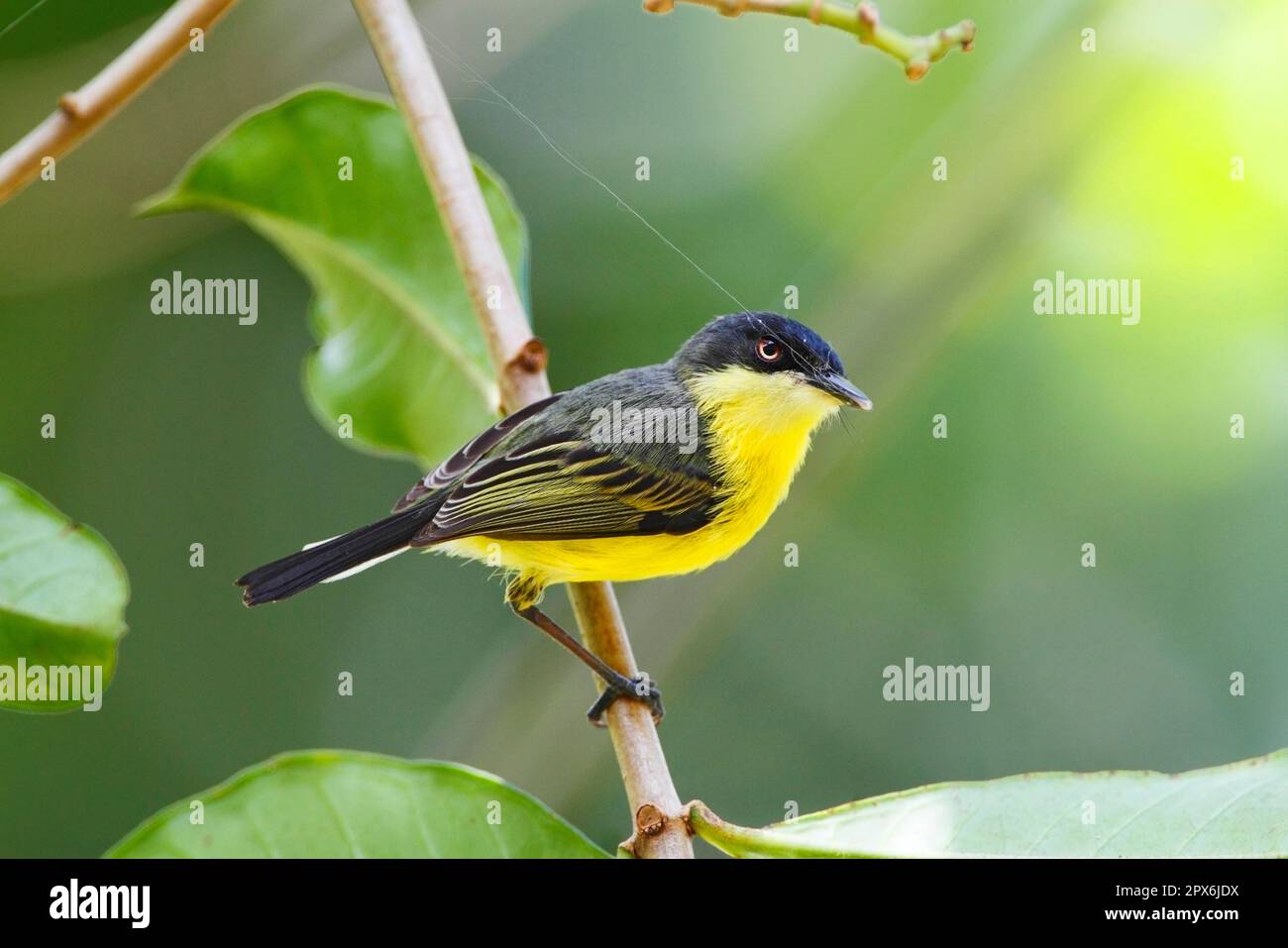 Common flycatcher (Todirostrum cinereum), adult, with spider web in ...