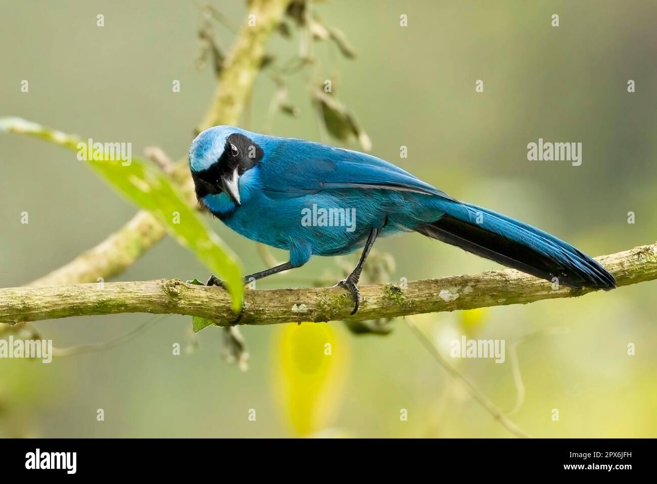 Turquoise Jay, corvids, songbirds, animals, birds, Turquoise Jay ...