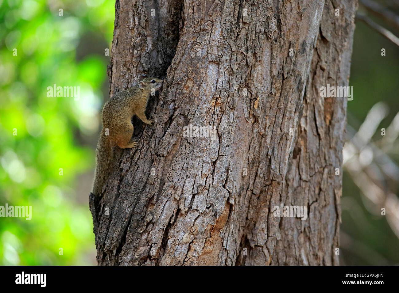 Tree Squirrel, Smith's bush squirrel, yellow-footed squirrel (Paraxerus ...