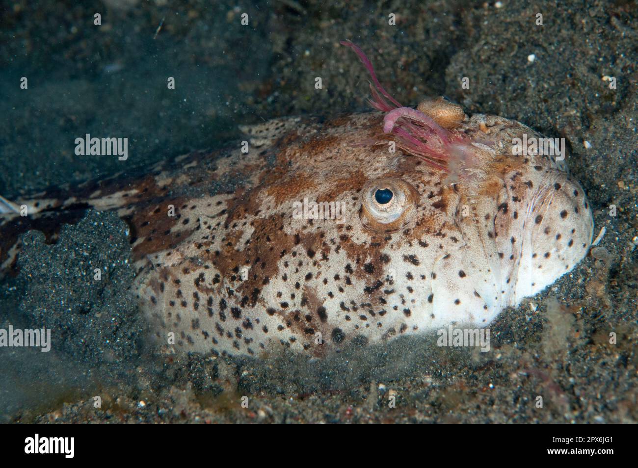Marbled Stargazer, Marbled Stargazer, Other animals, Fishes, Perch-like ...