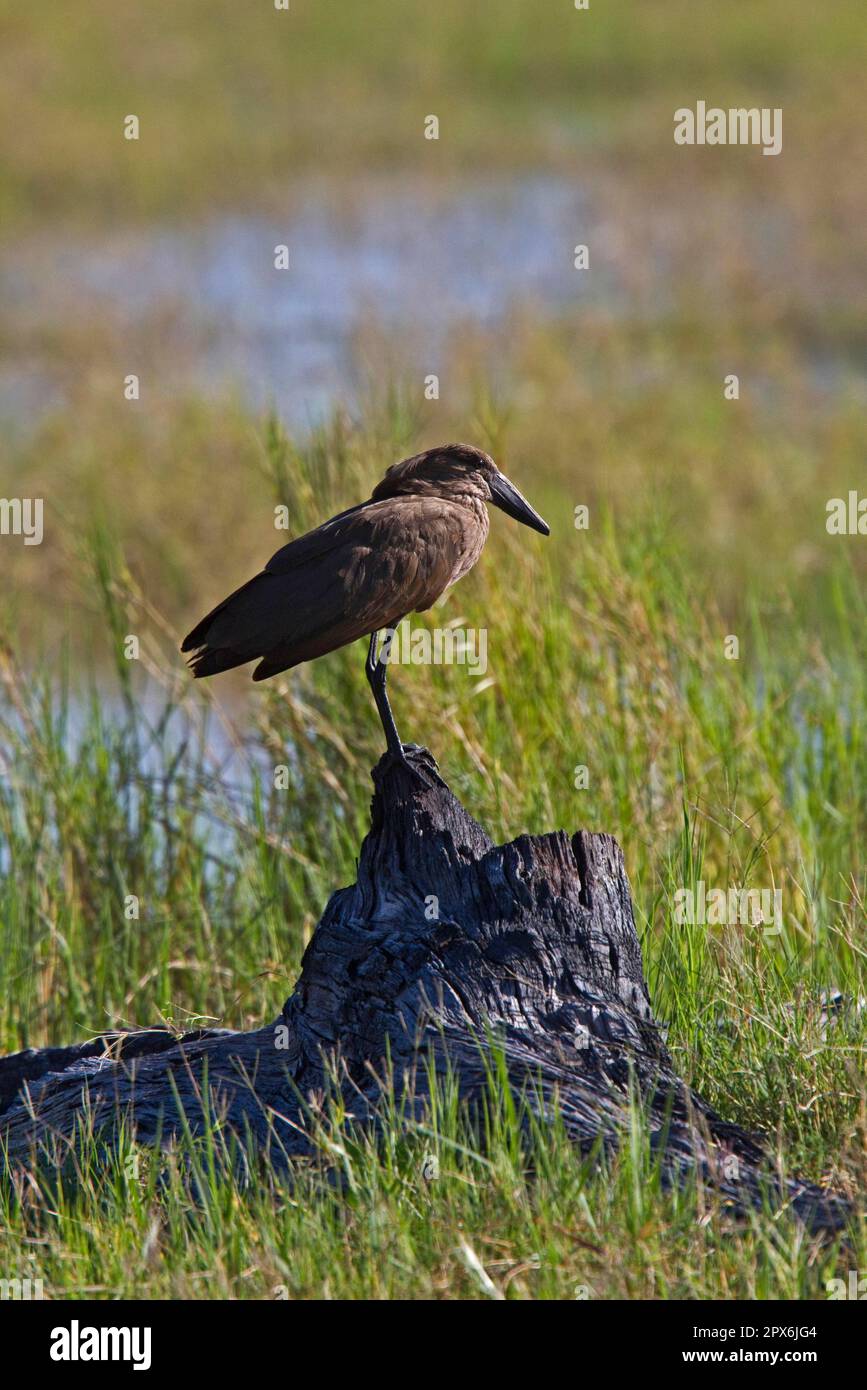 Hammerhead (Scopus umbretta), hamerkop, Shadow Birds, Animals, Birds ...