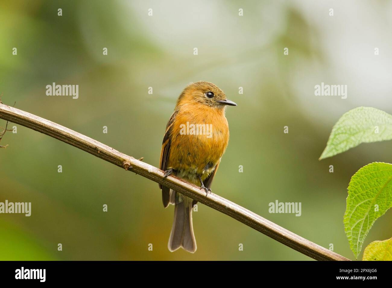 Cinnamon Flycatcher (Pyrrhomyias cinnamomea) adult, on trunk in montane ...