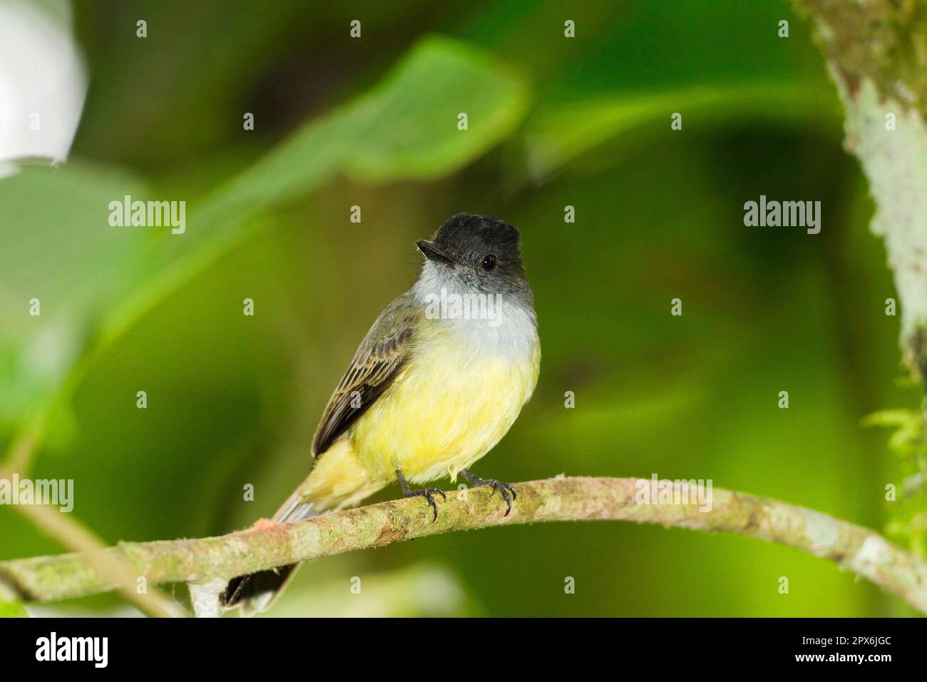 Black-capped Flycatcher, Black-capped Flycatcher, Animals, Birds, Dusky ...