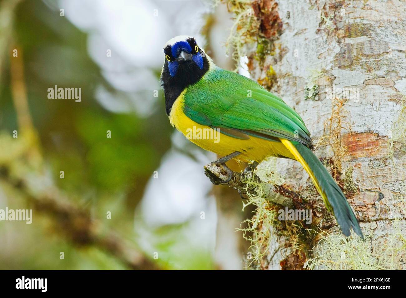 Green jay (Cyanocorax yncas), corvids, songbirds, animals, birds, Inca ...