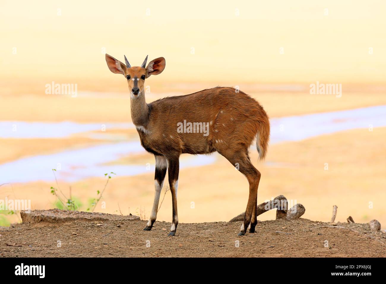 Bushbuck, cape bushbuck (Tragelaphus scriptus sylvaticus), young male ...