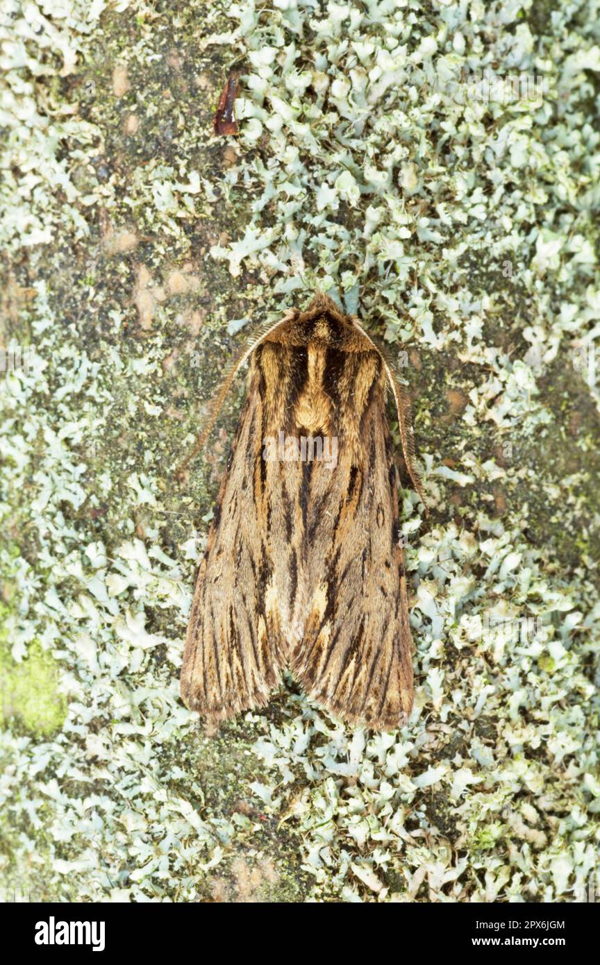 The spreading moth (Brachionycha sphinx) adult, Essex, England, Great ...