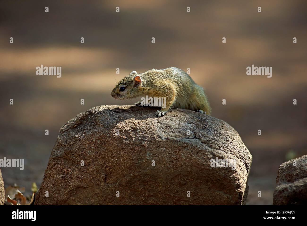 Tree Squirrel, Smith's bush squirrel, yellow-footed squirrel (Paraxerus ...