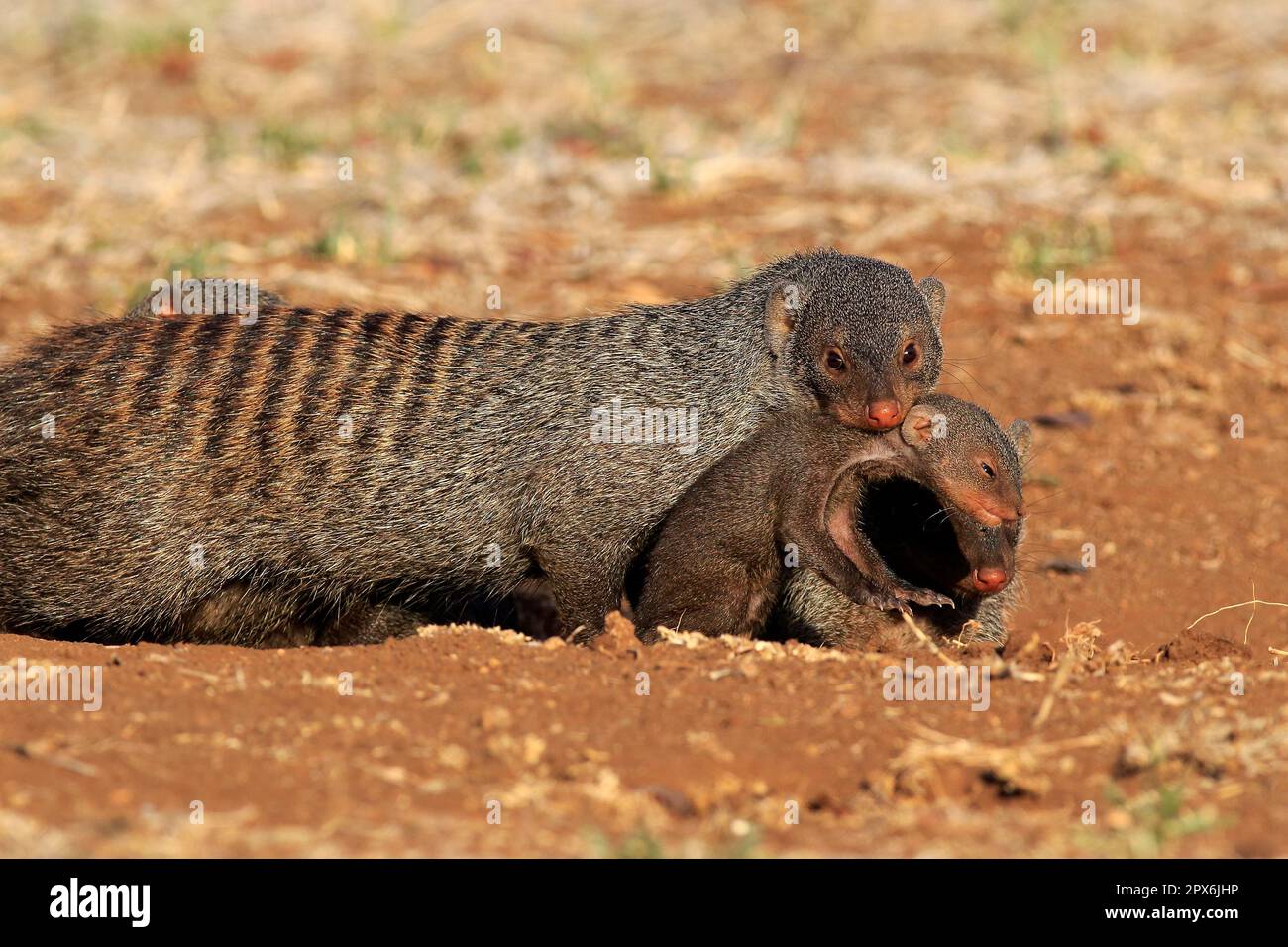Banded mongoose (Mungos mungo), adult with young bites to carry ...