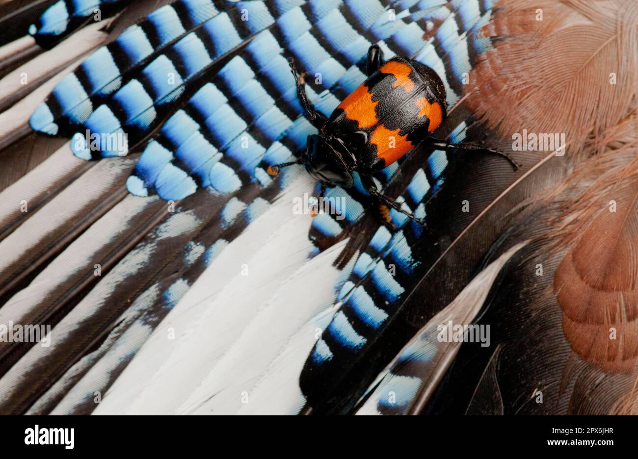 Feather wing beetle hi-res stock photography and images - Alamy