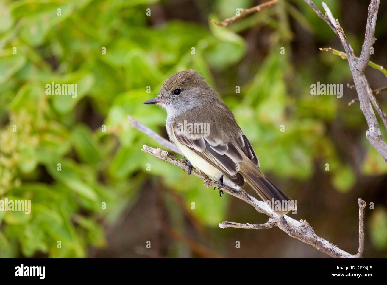 Galapagos Flycatcher Myriarchus magnirostris Stock Photo - Alamy