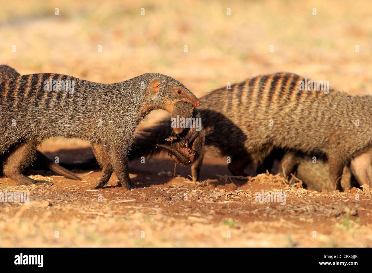 Banded mongoose (Mungos mungo), adult with young bites to carry ...
