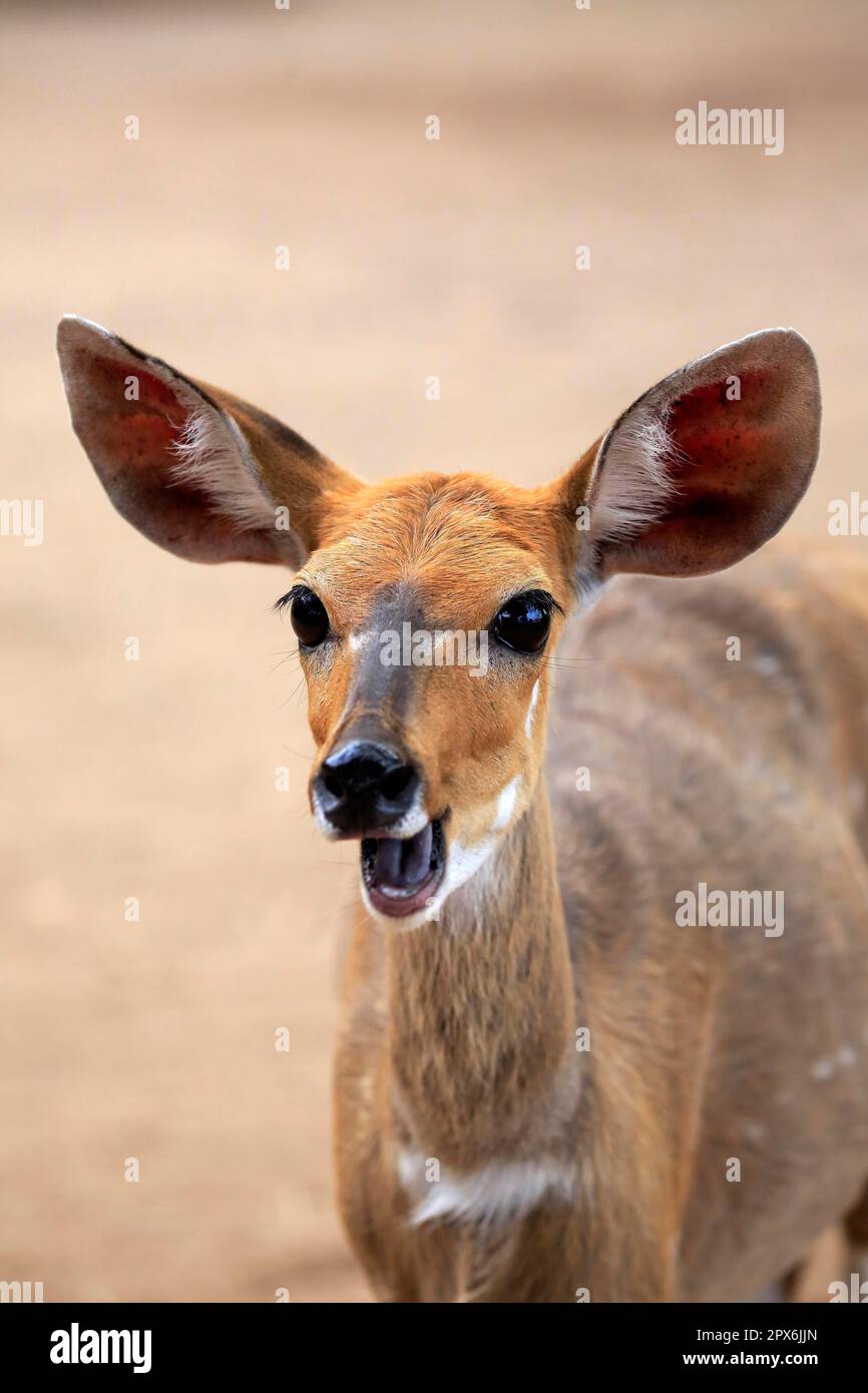 Bushbuck, Imbabala, young portrait, Kruger National Park, cape bushbuck ...