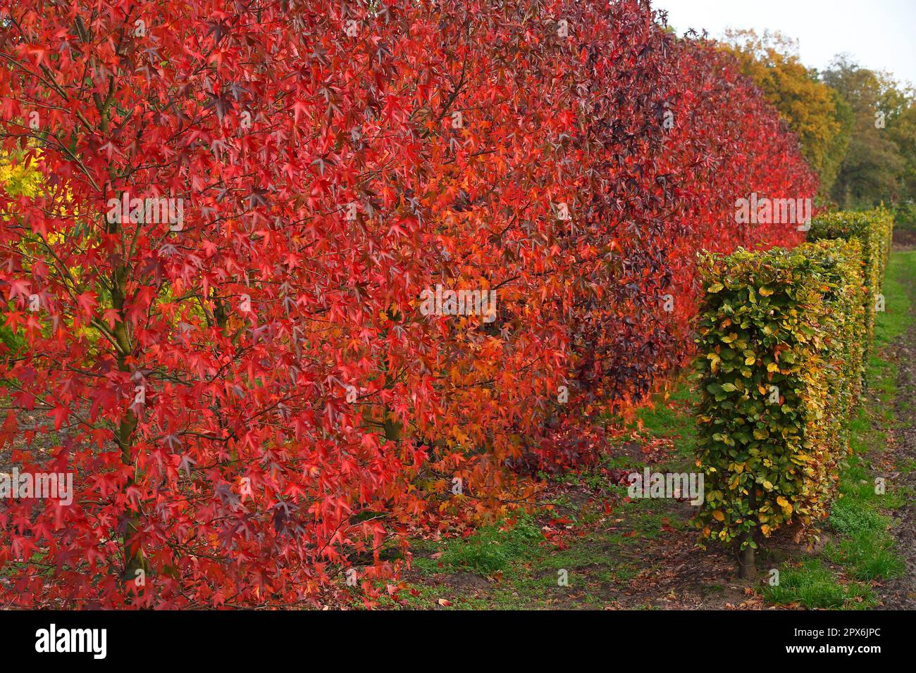 American sweetgum (Liquidambar styraciflua) and hedge of copper beech ...