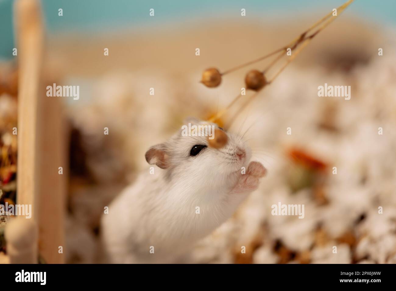 Funny hamster looking at flax plant in cage Stock Photo - Alamy