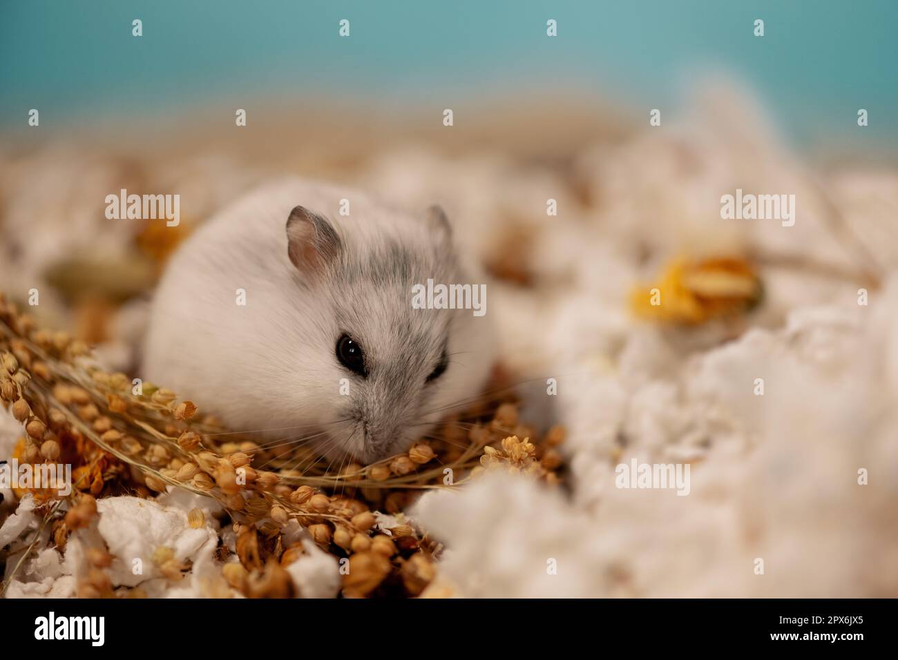 Hamster eating panicgrass on paper shavings in cage Stock Photo - Alamy