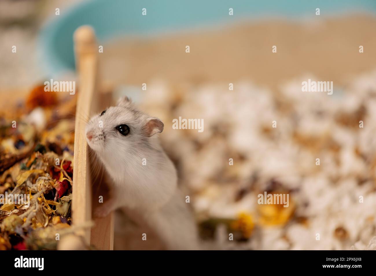 Hamster putting front legs on wooden house and looking up Stock Photo ...