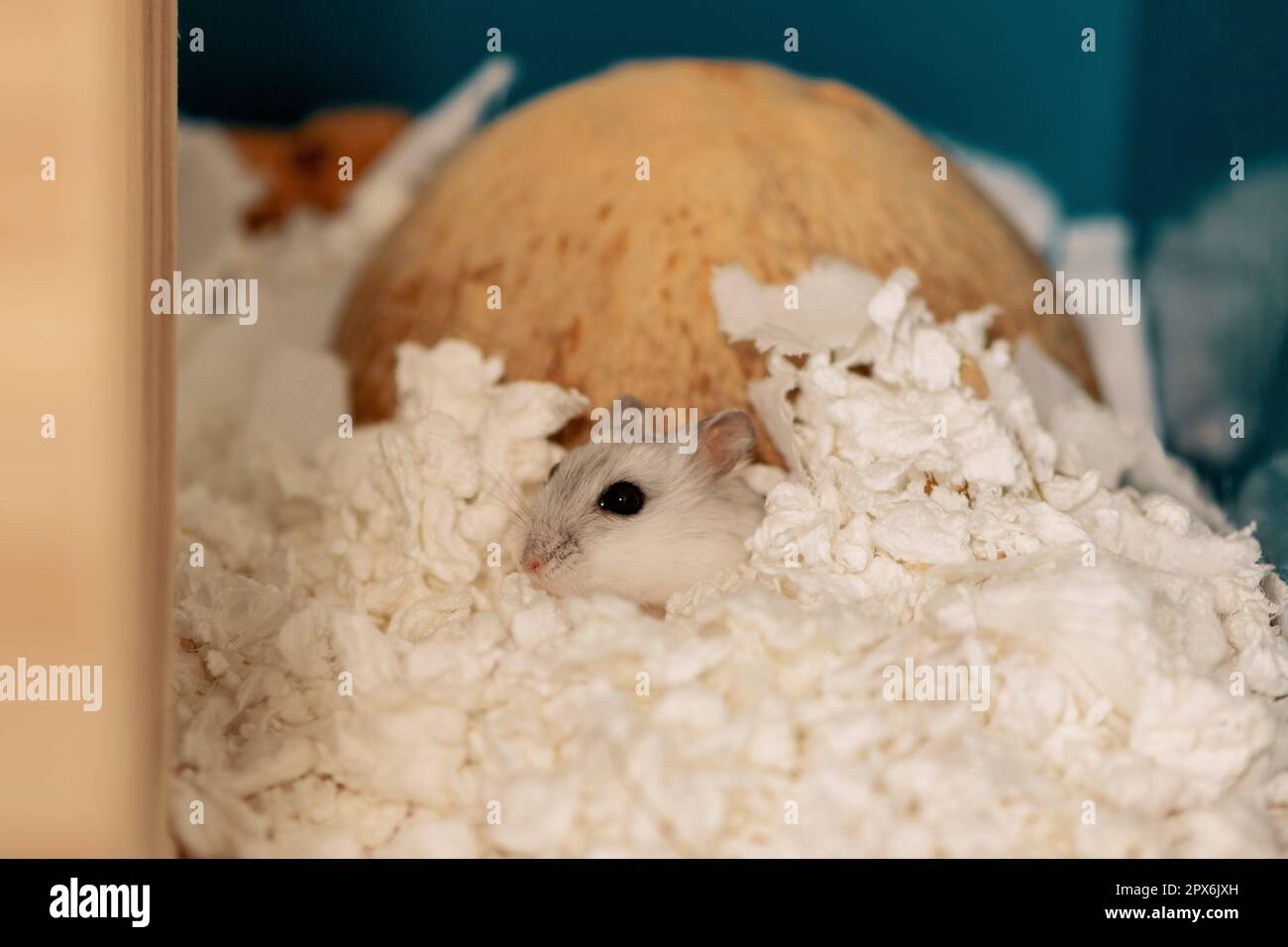 Hamster peeping out of coconut house. Hamster head in hole Stock Photo ...