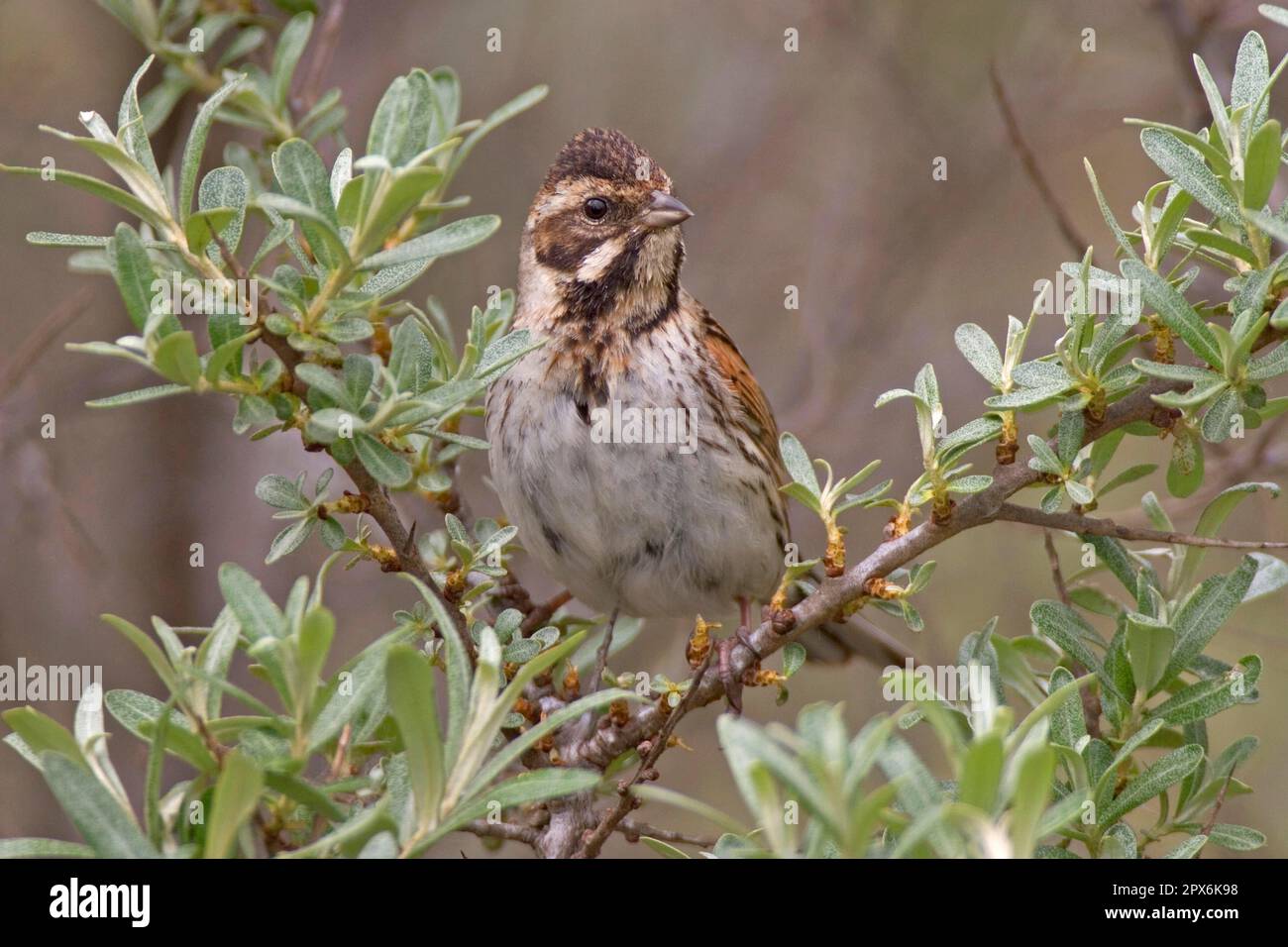 Reed bunting, female Stock Photo - Alamy