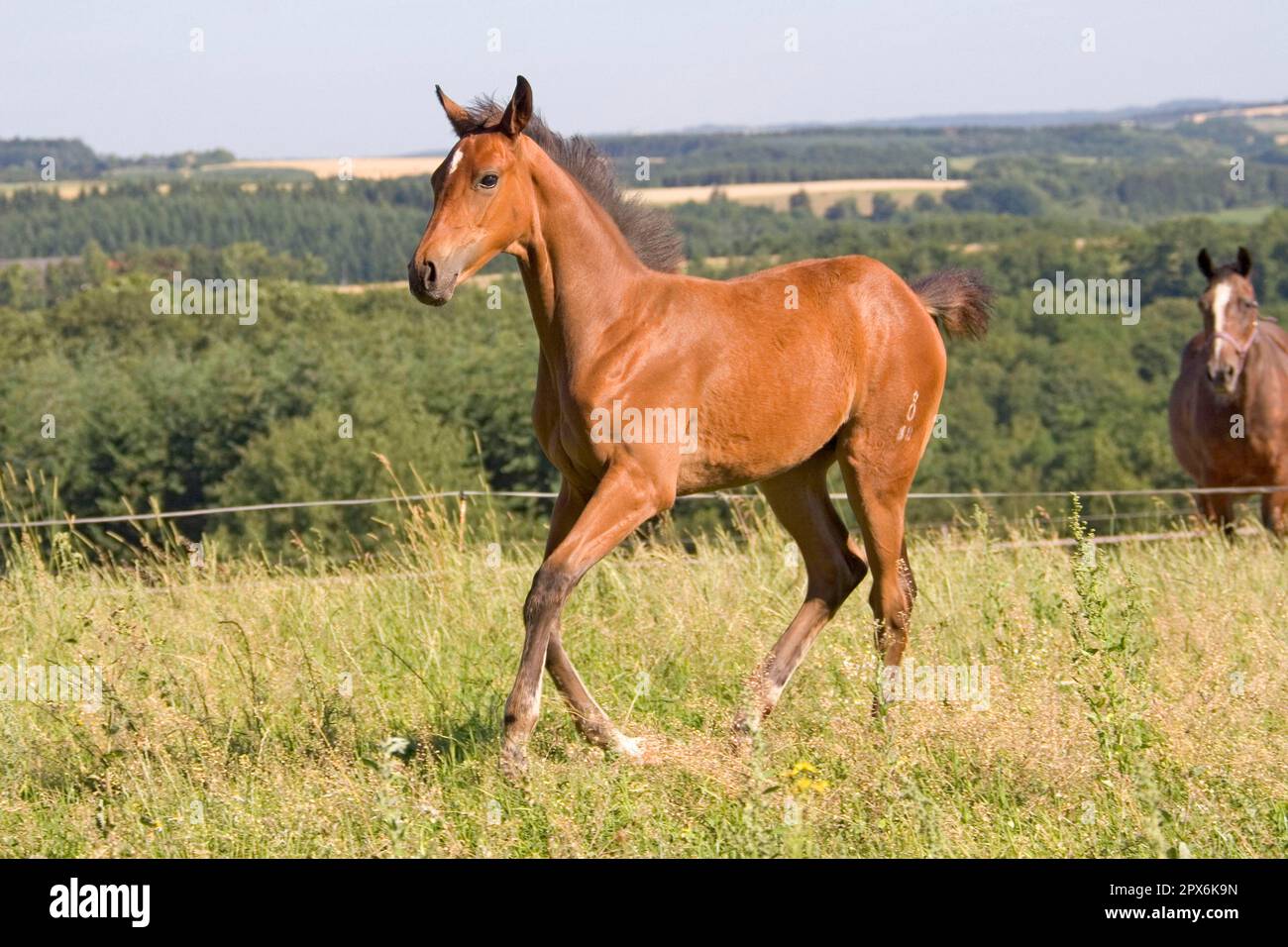 Oldenburg breed hi-res stock photography and images - Alamy