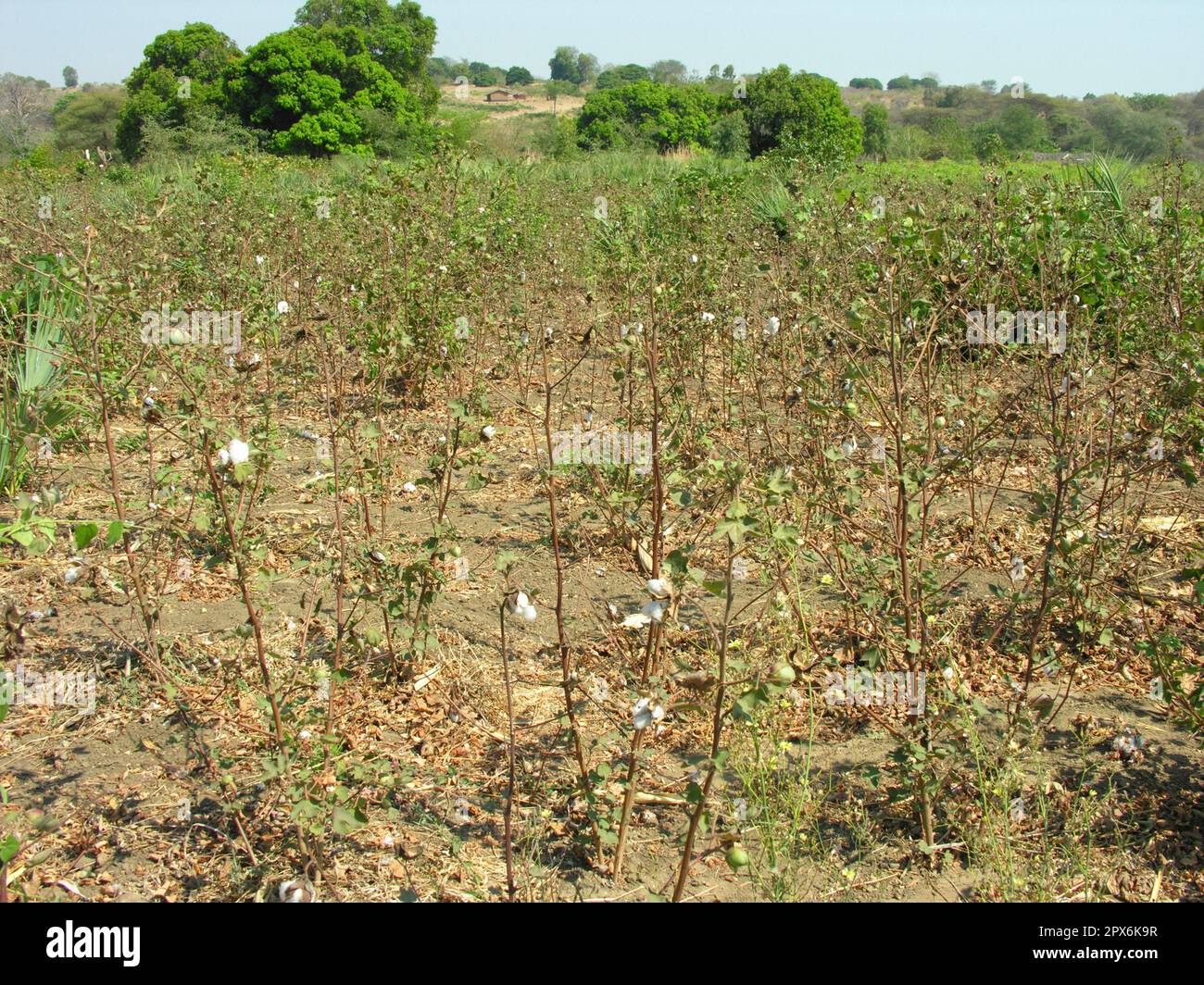 Cotton bush, common cotton Stock Photo - Alamy