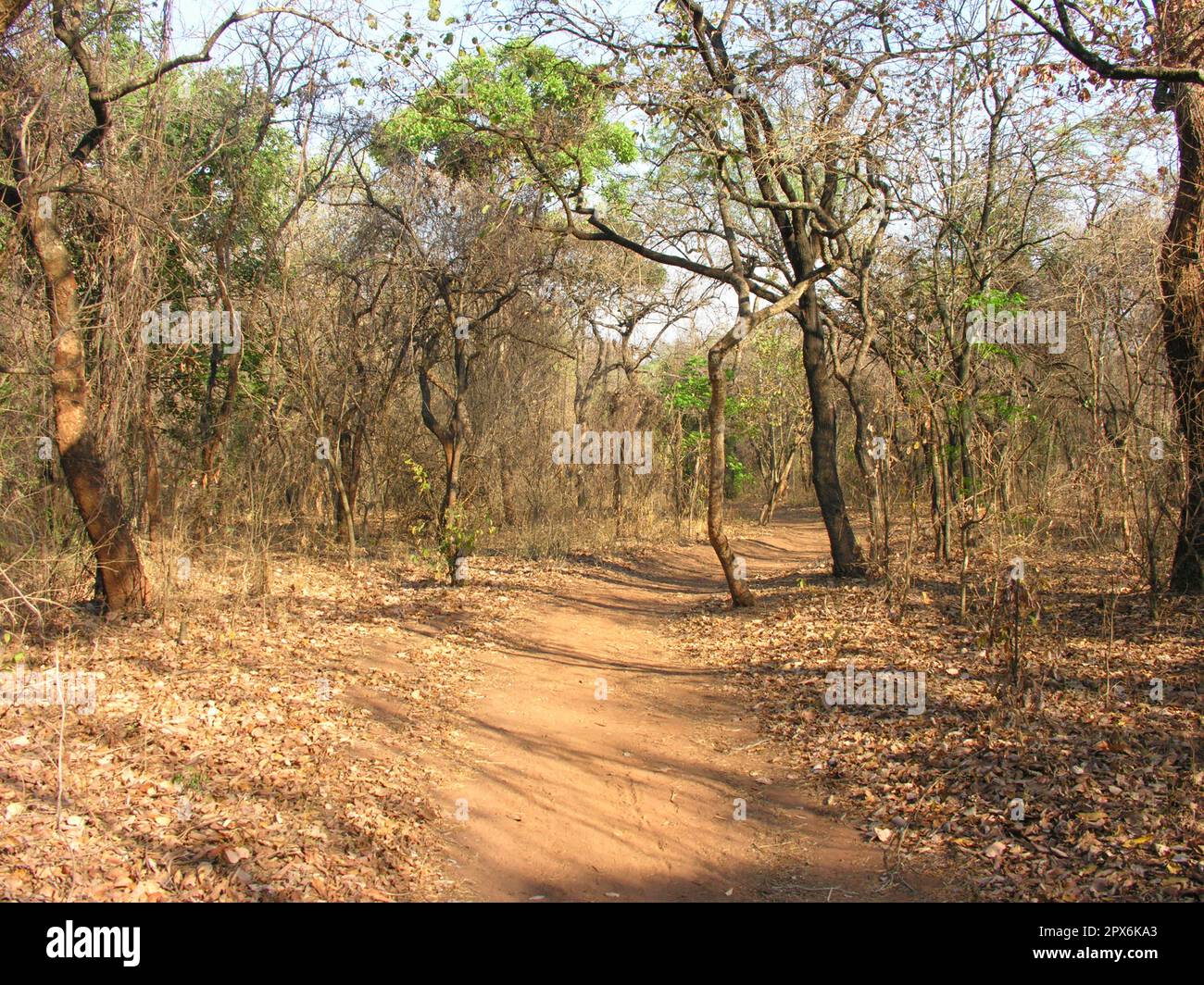 Path through dry deciduous forest in Malawi Stock Photo - Alamy