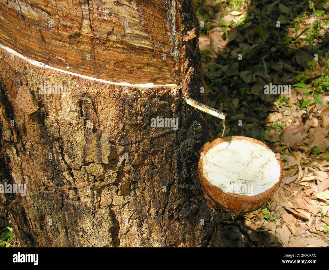 Rubber plantation, rubber production, rubber harvesting Stock Photo - Alamy