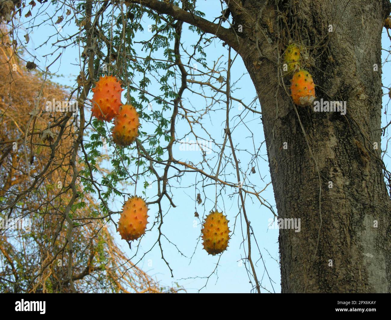 Gemsbok cucumber in Malawi Stock Photo - Alamy