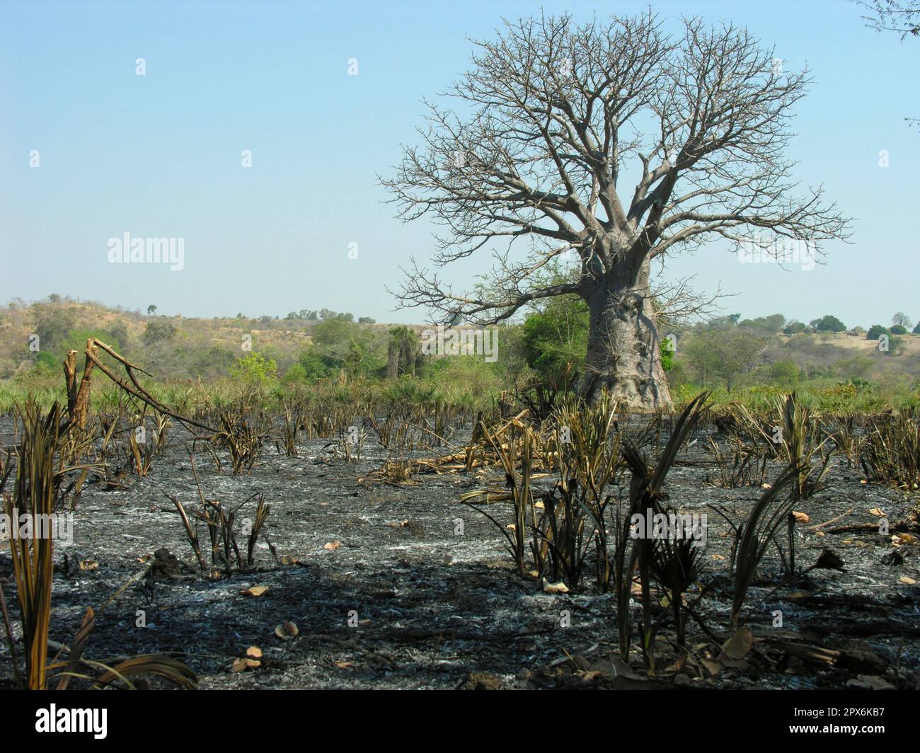 Burnt field hi-res stock photography and images - Alamy