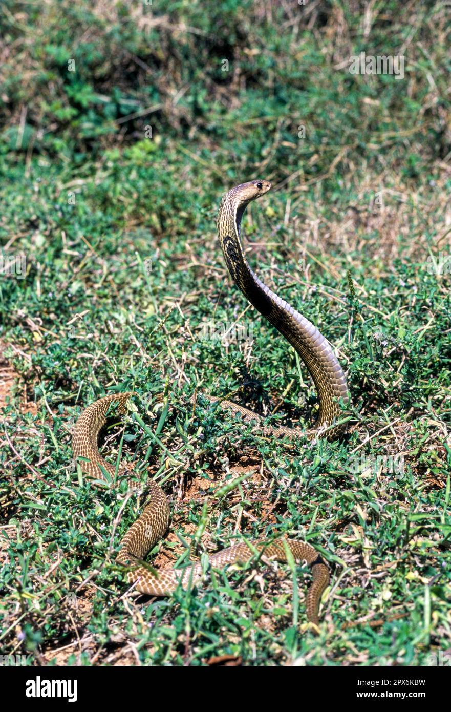 Snake, Indian cobra Indian spectacled cobra (Naja naja), captive, The ...
