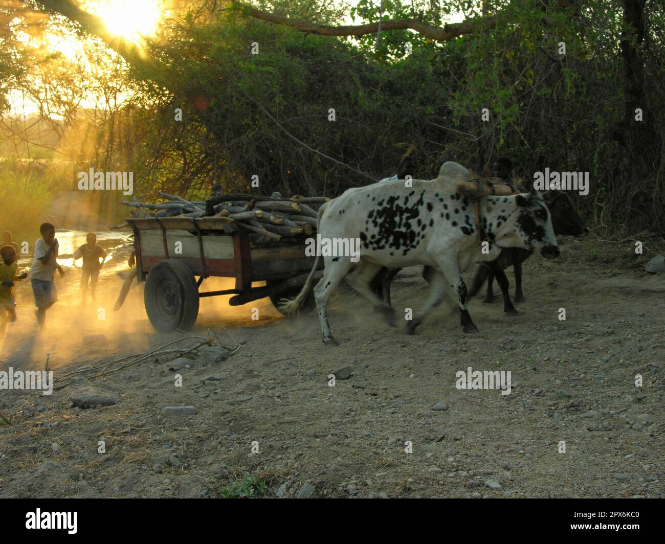 Ox cart in Malawi, draft oxen Stock Photo - Alamy