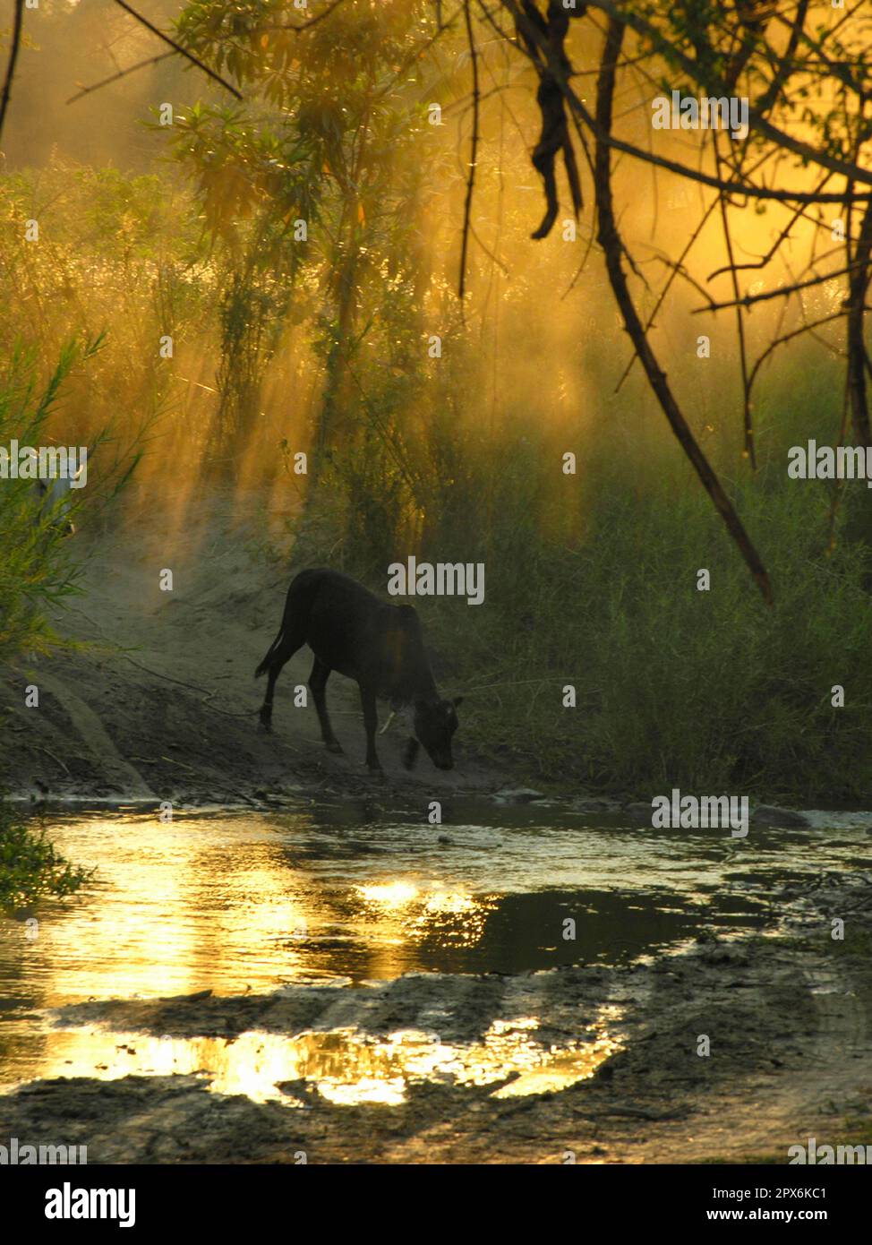 Animal farming malawi hi-res stock photography and images - Alamy