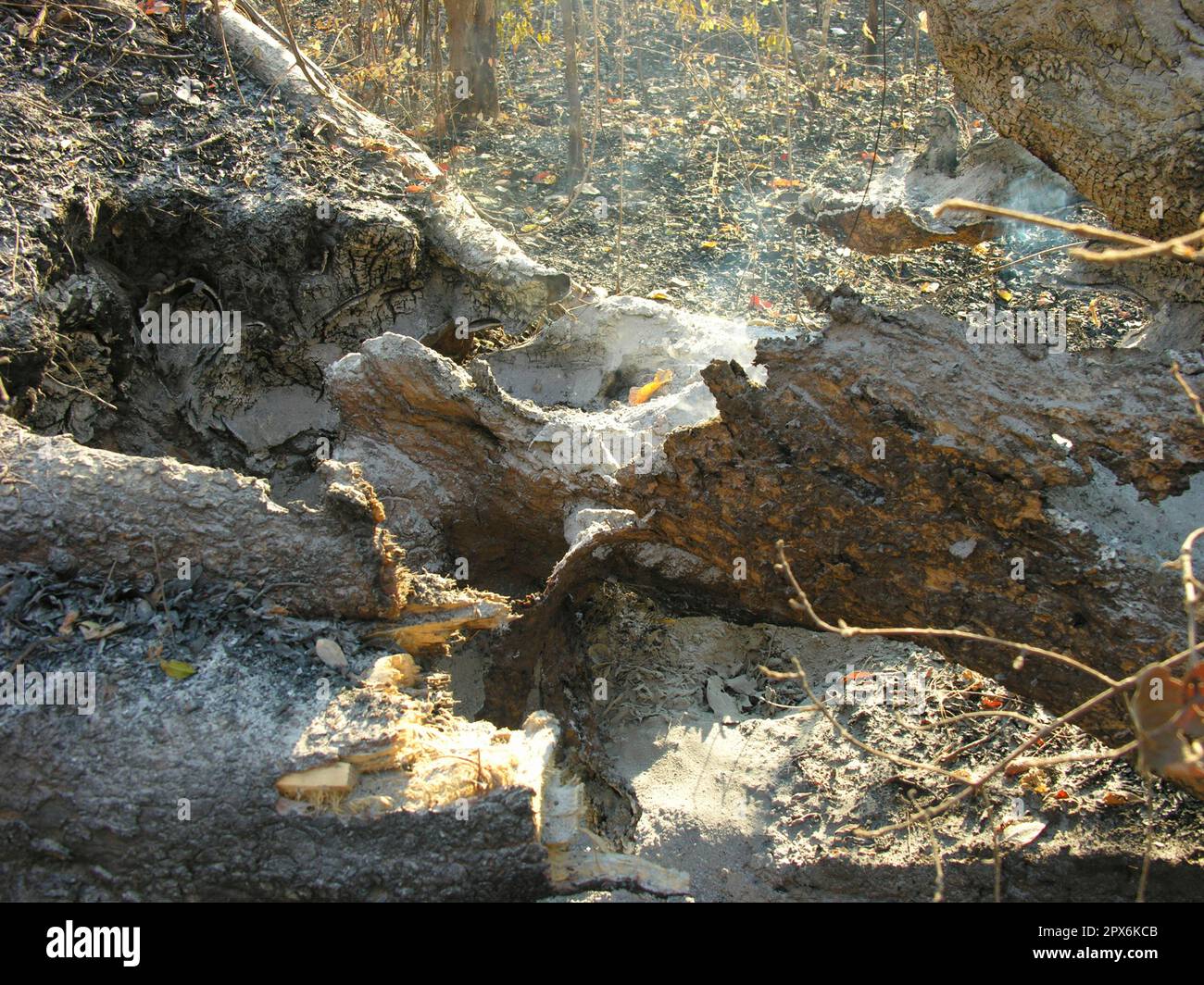 Outdoor bush hi-res stock photography and images - Alamy