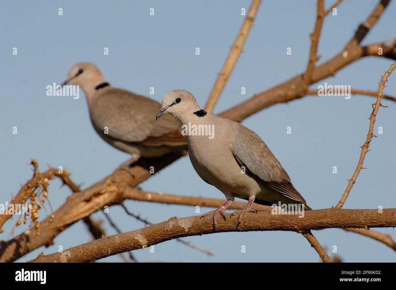 Ring necked dove hi-res stock photography and images - Alamy
